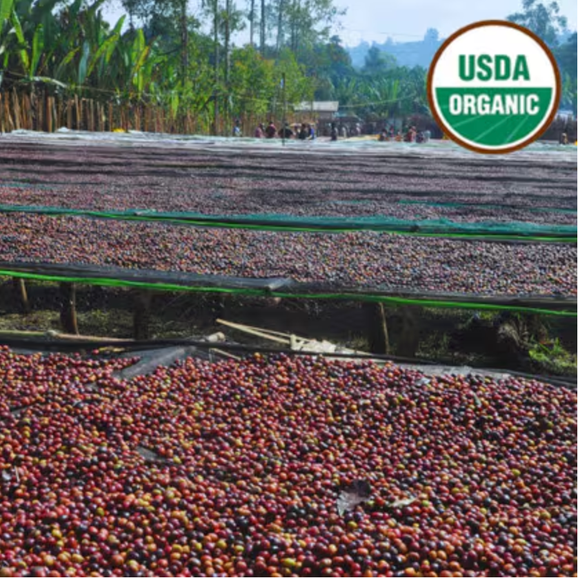 Ethiopia Organic Yirgacheffe Chelchele – The Coffee Ride Coffee ...